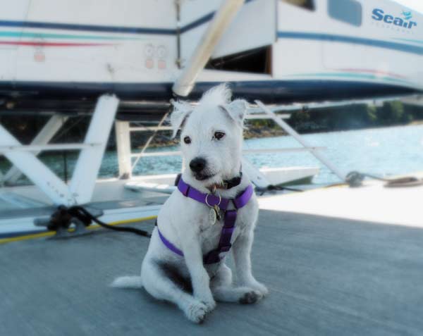 Cargo & Pets | Freight Air Services | Seair Seaplanes